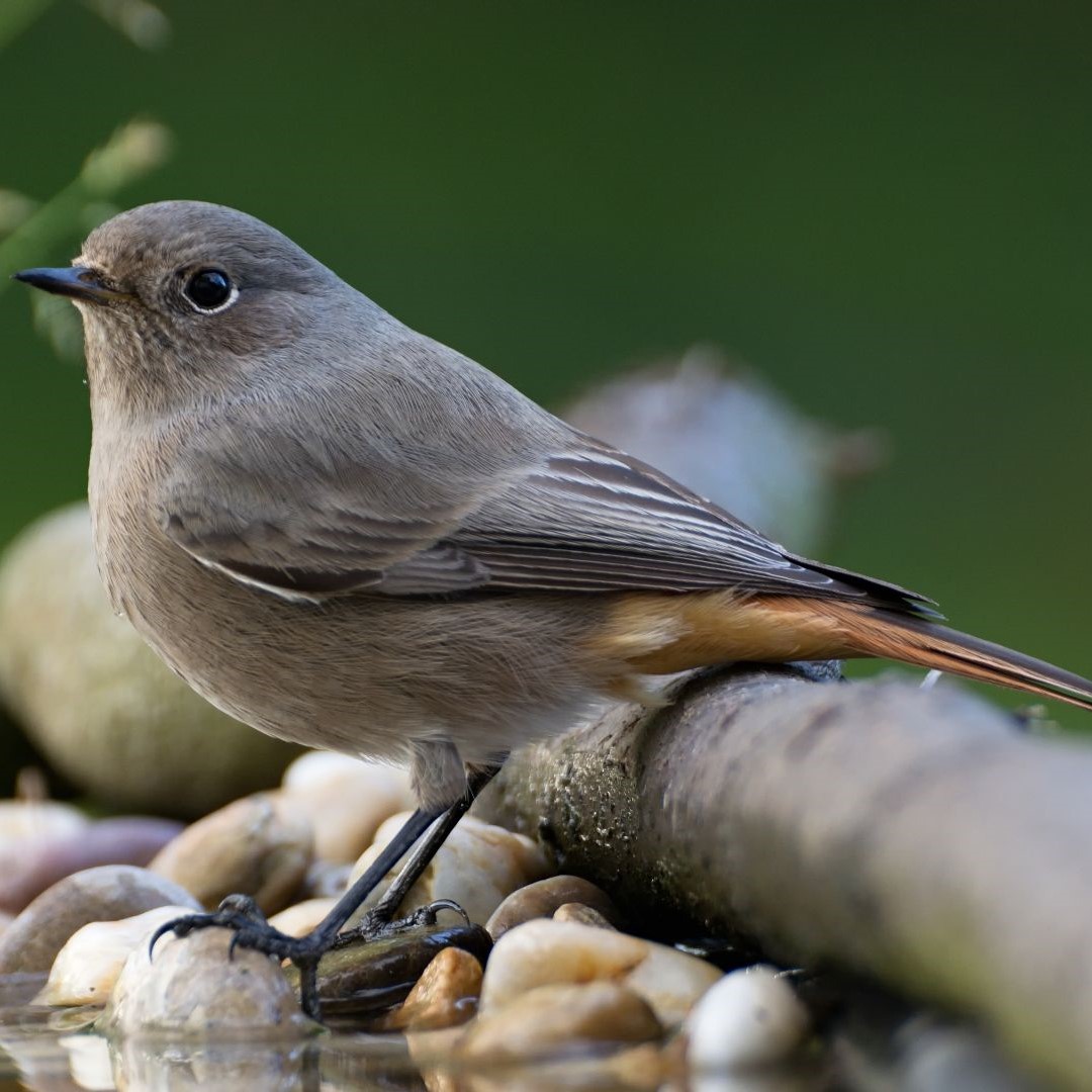 BLACK REDSTART (Phoenicurus ochruros) - songbird factfile